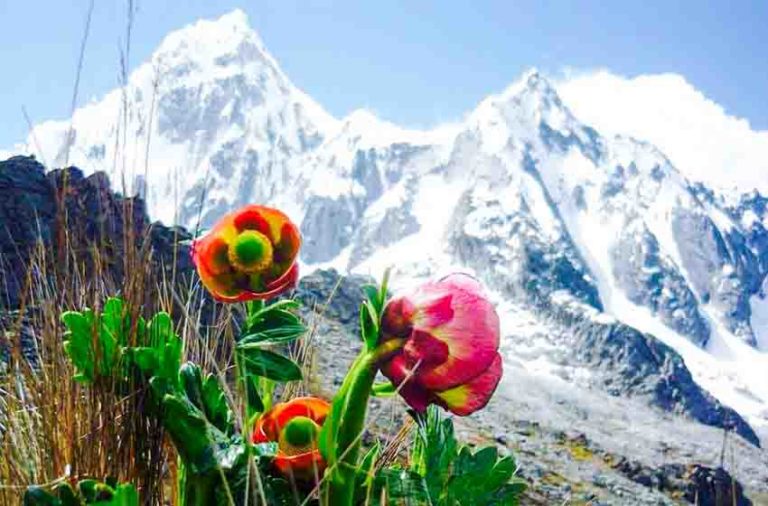 La Rima Rima – La flor sagrada de los Incas
